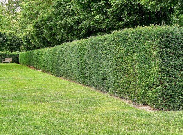 Plantes de haies - Gamm vert