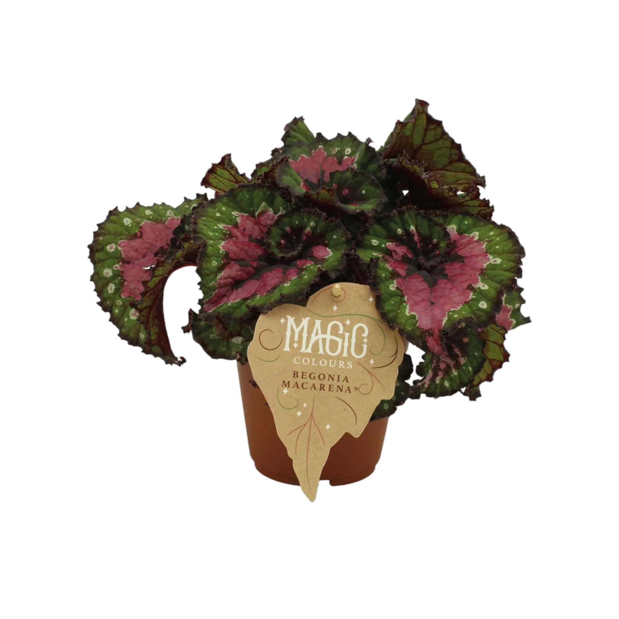 Begonia Rex 'Macarena' 25cm - Plante d'intérieur- La Green Touch - Gamm ...