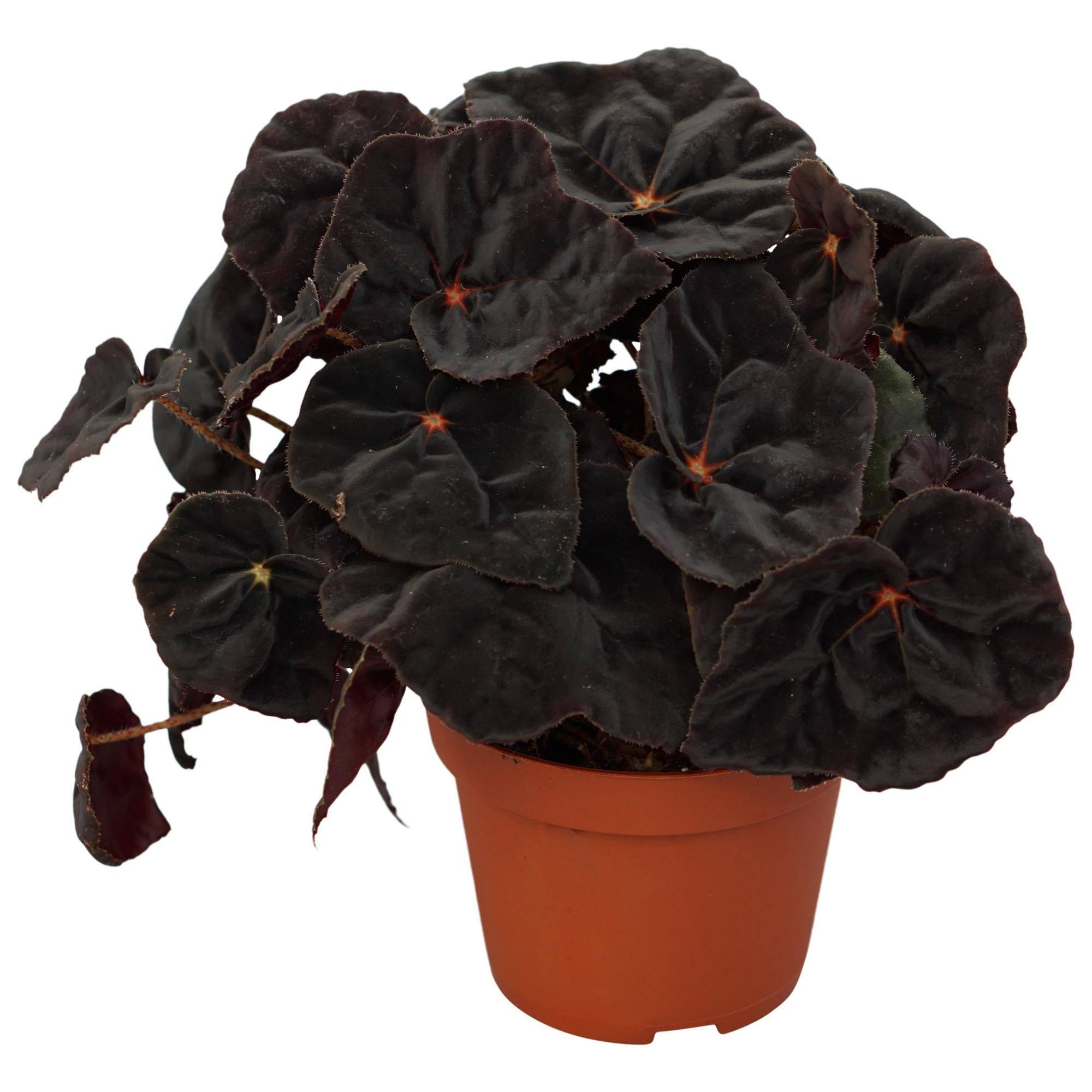 Begonia Rex Conga 25cm - Plante d'intérieur- La Green Touch - Gamm vert