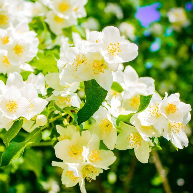 Seringat - Philadelphus - Gamm vert