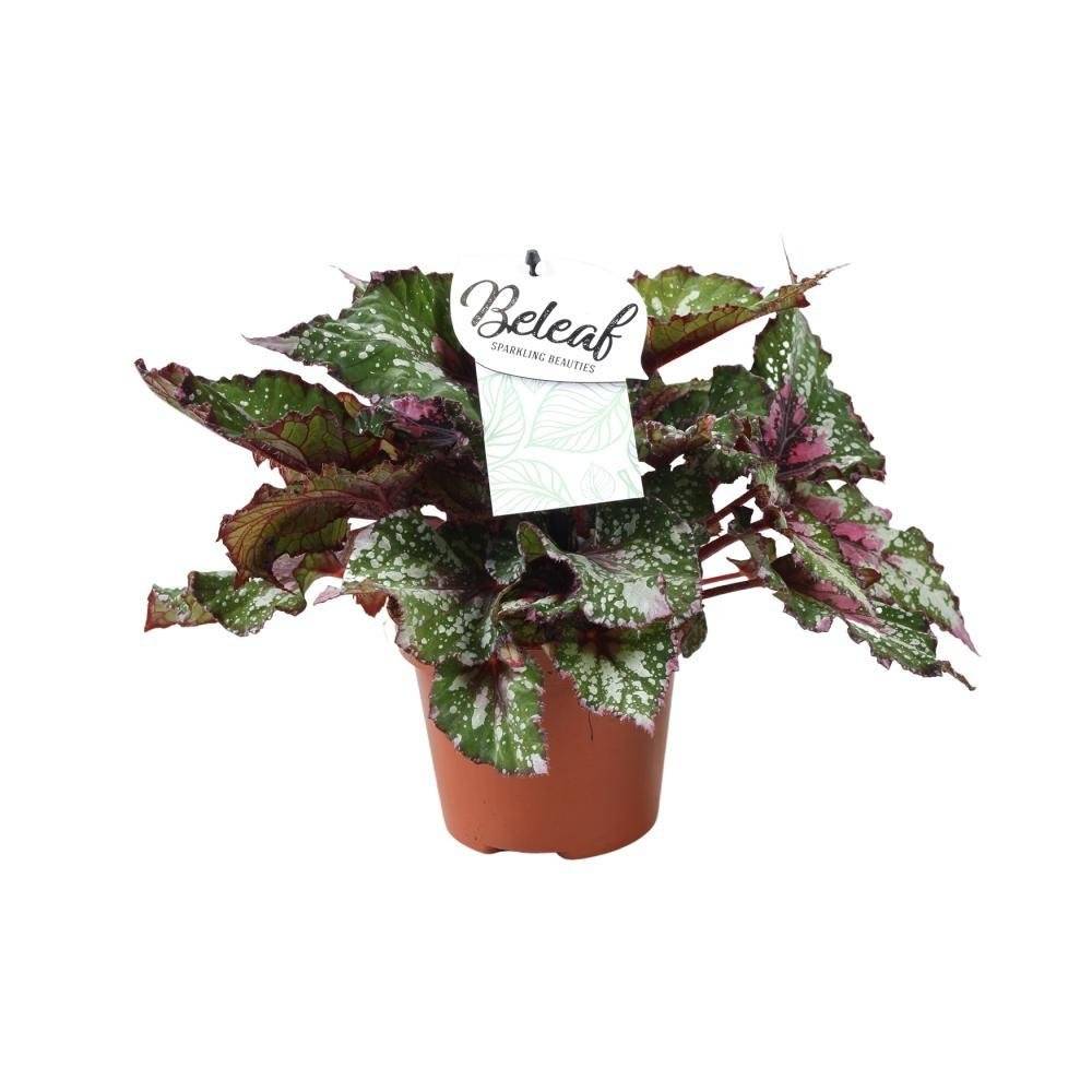 Begonia Beleaf 'Alaska Creek' 32cm - Plante d'intérieur- La Green Touch ...