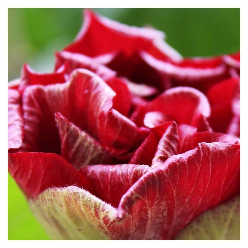 Hibiscus French Cabaret® Red 'Mindour1', Althéa à fleurs Rouge ...