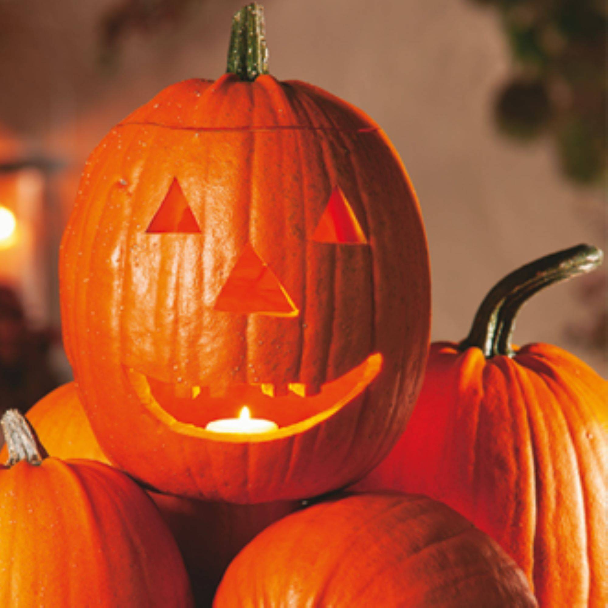 Courge Halloween Aspen f1 pot 0,5 litre - Gamm vert