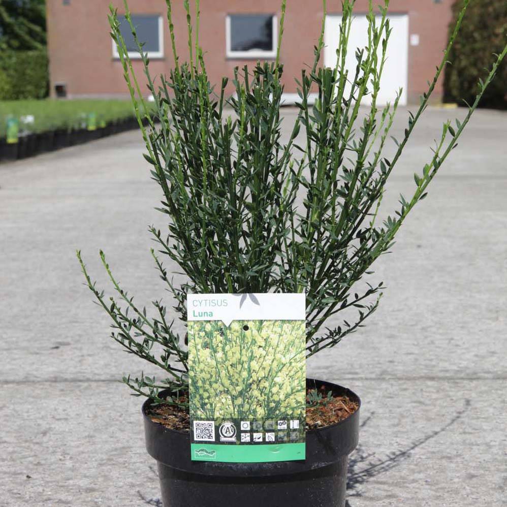 Cytise - Cytisus - Gamm vert