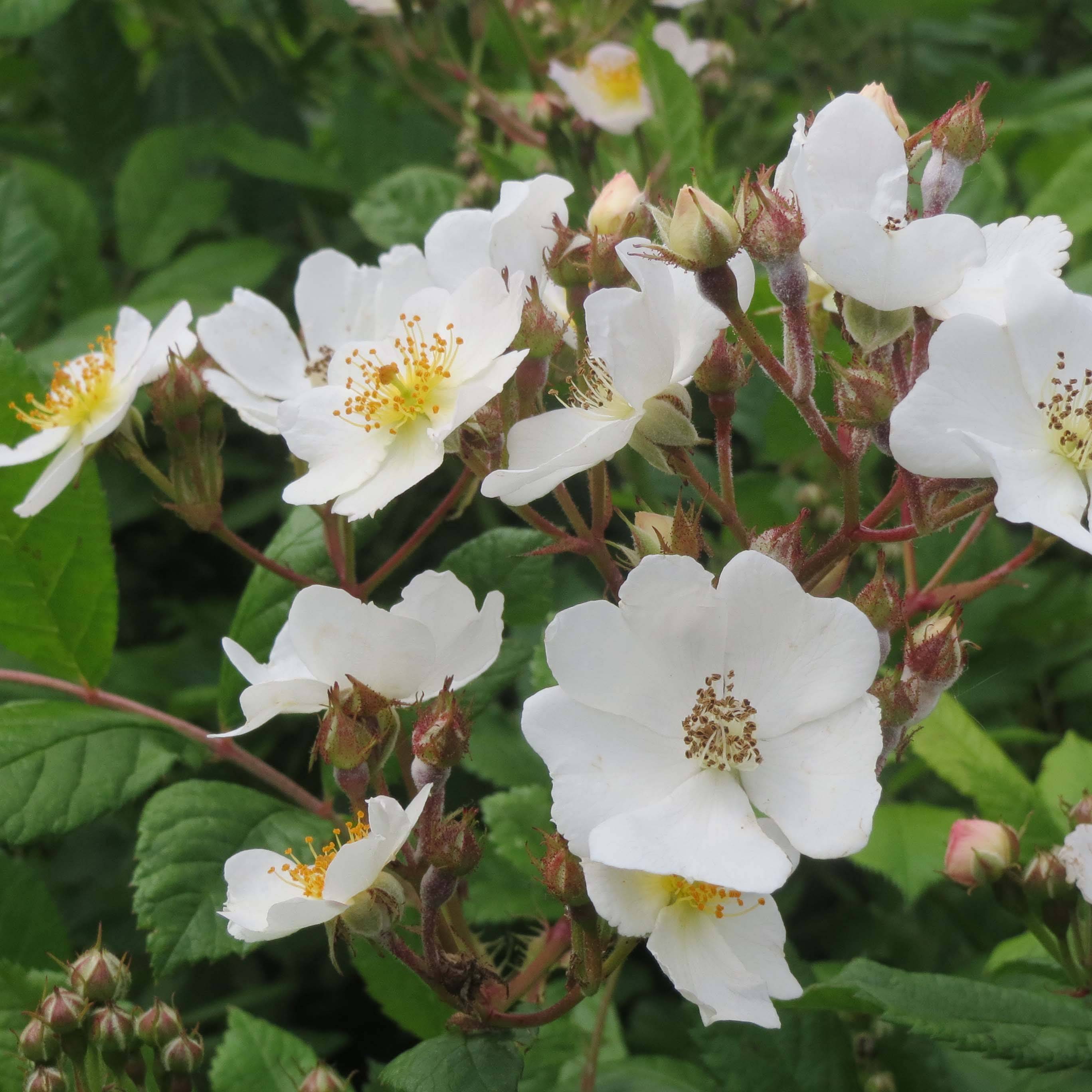 Rosier botanique grimpant - Rosa multiflora Pot de 3L/4L - Gamm vert