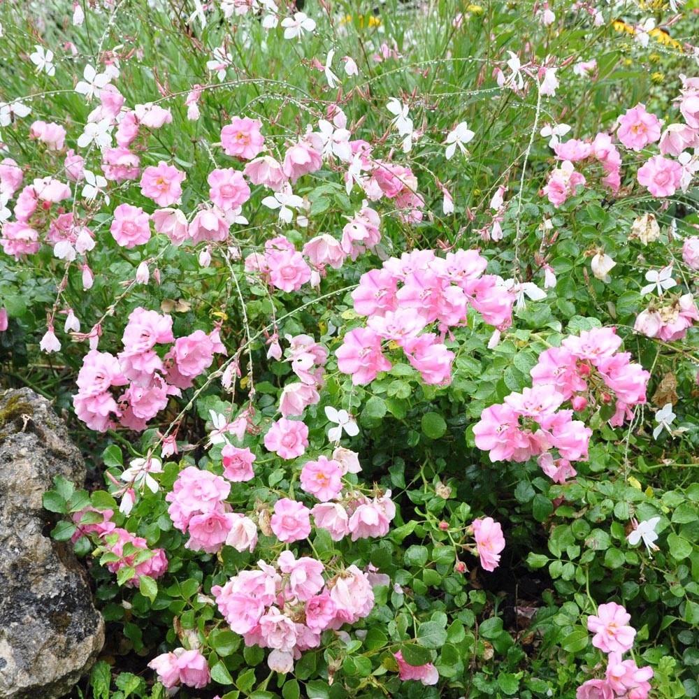 Rosier tige Decorosier Mareva Pot de 7,5L/10L, Tige, Tige de 70/90 ...