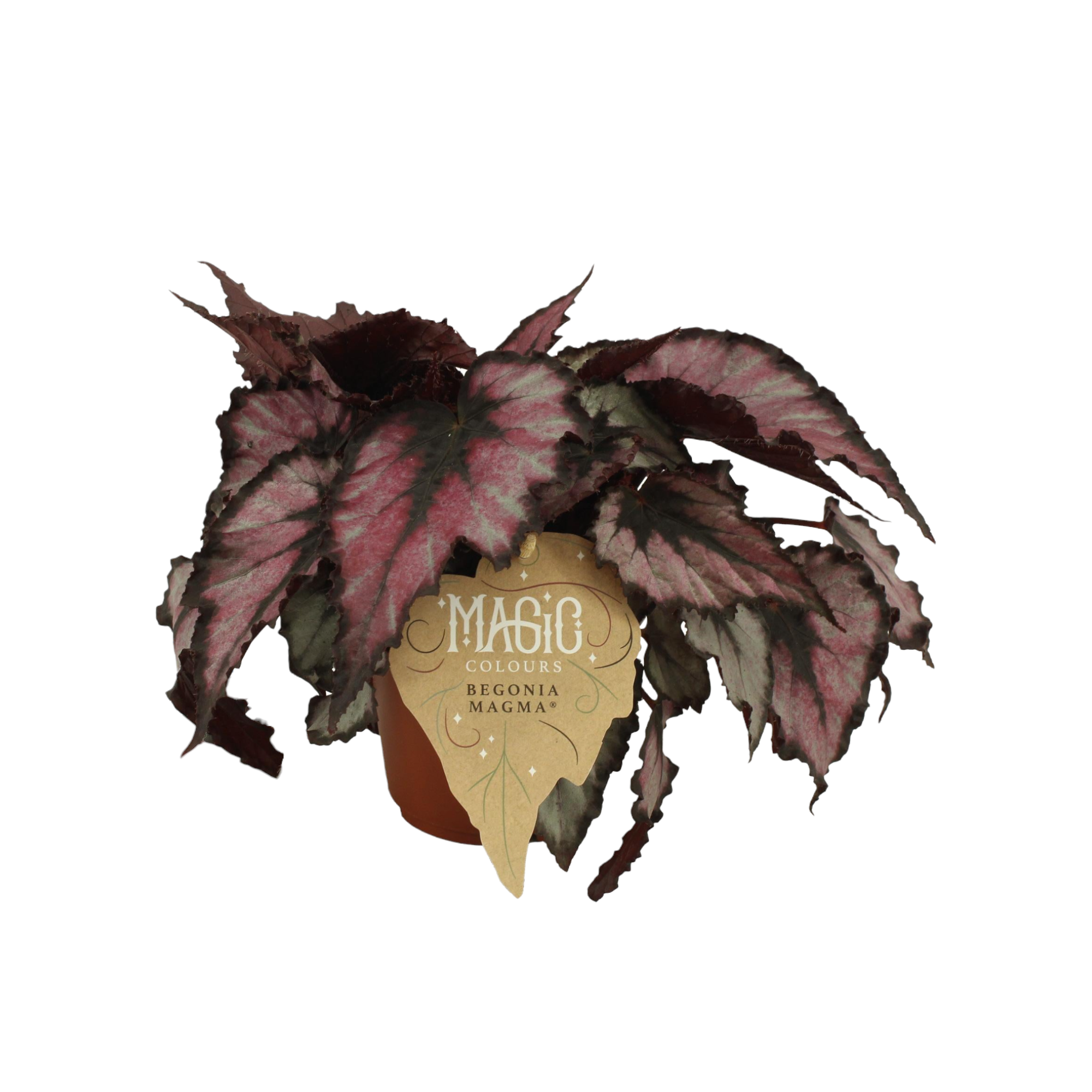 Begonia Rex 'Magma' 25cm - Plante d'intérieur- La Green Touch - Gamm vert