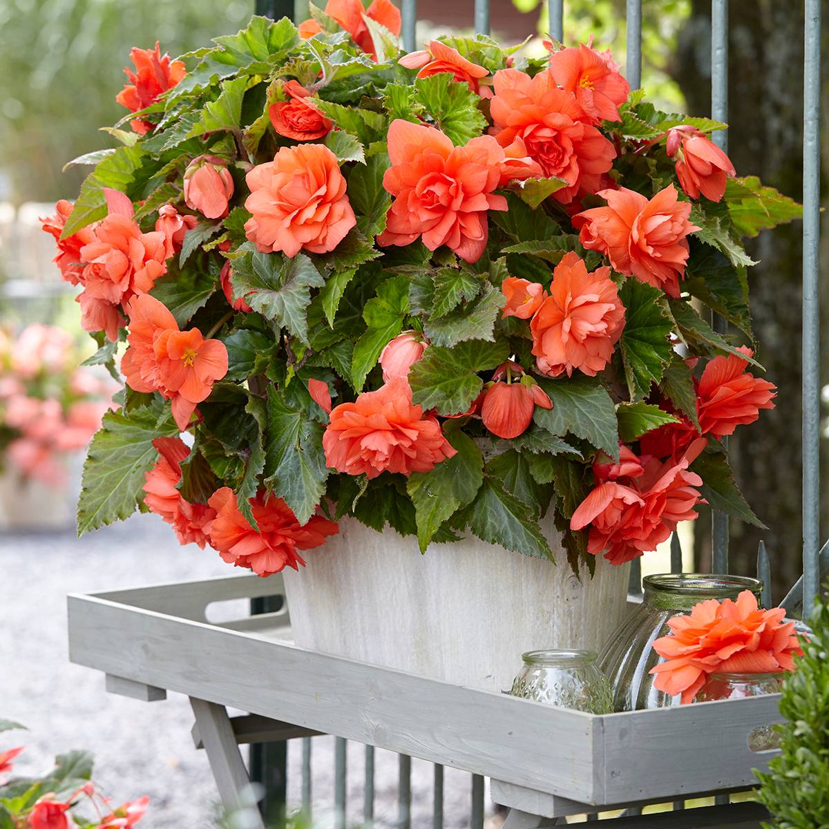 Bégonia retombant Cascade Salmon - Begonia Pendula Bulbe calibre 5 ...