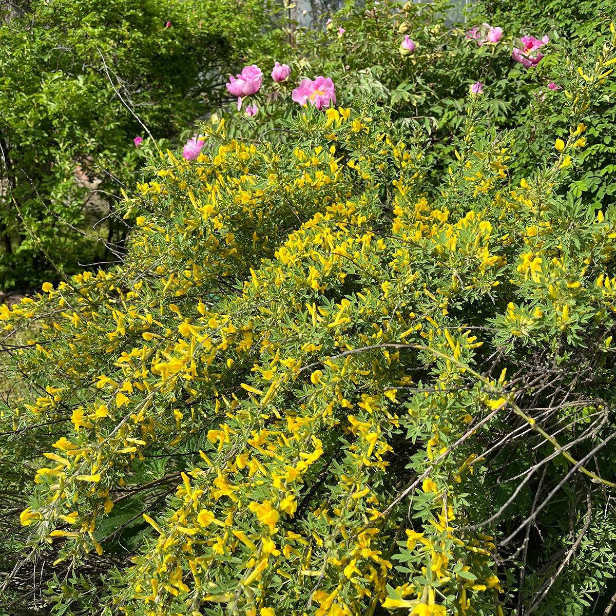 Cytise - Cytisus - Gamm vert