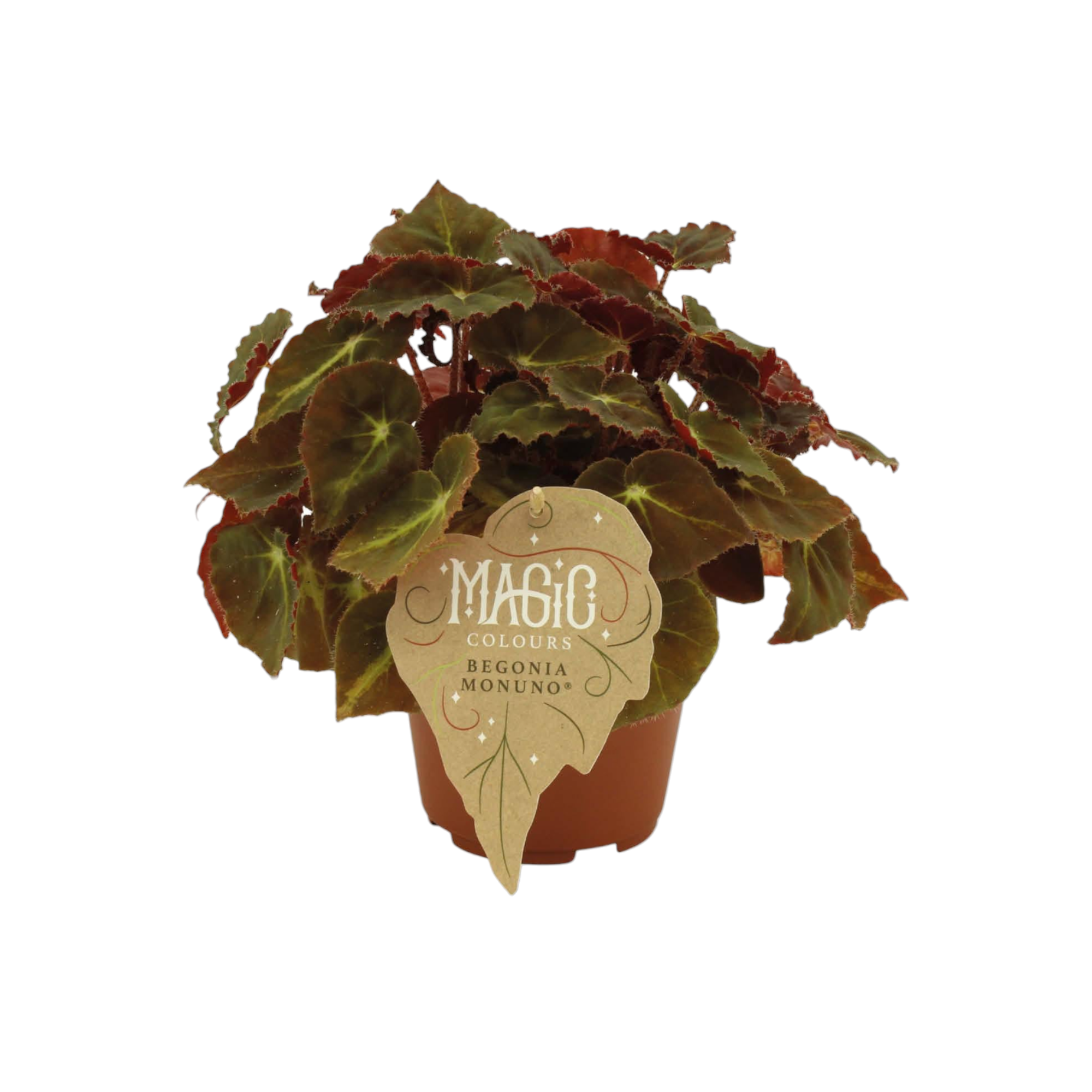 Begonia Rex 'Montuno' 25cm - Plante d'intérieur- La Green Touch - Gamm vert