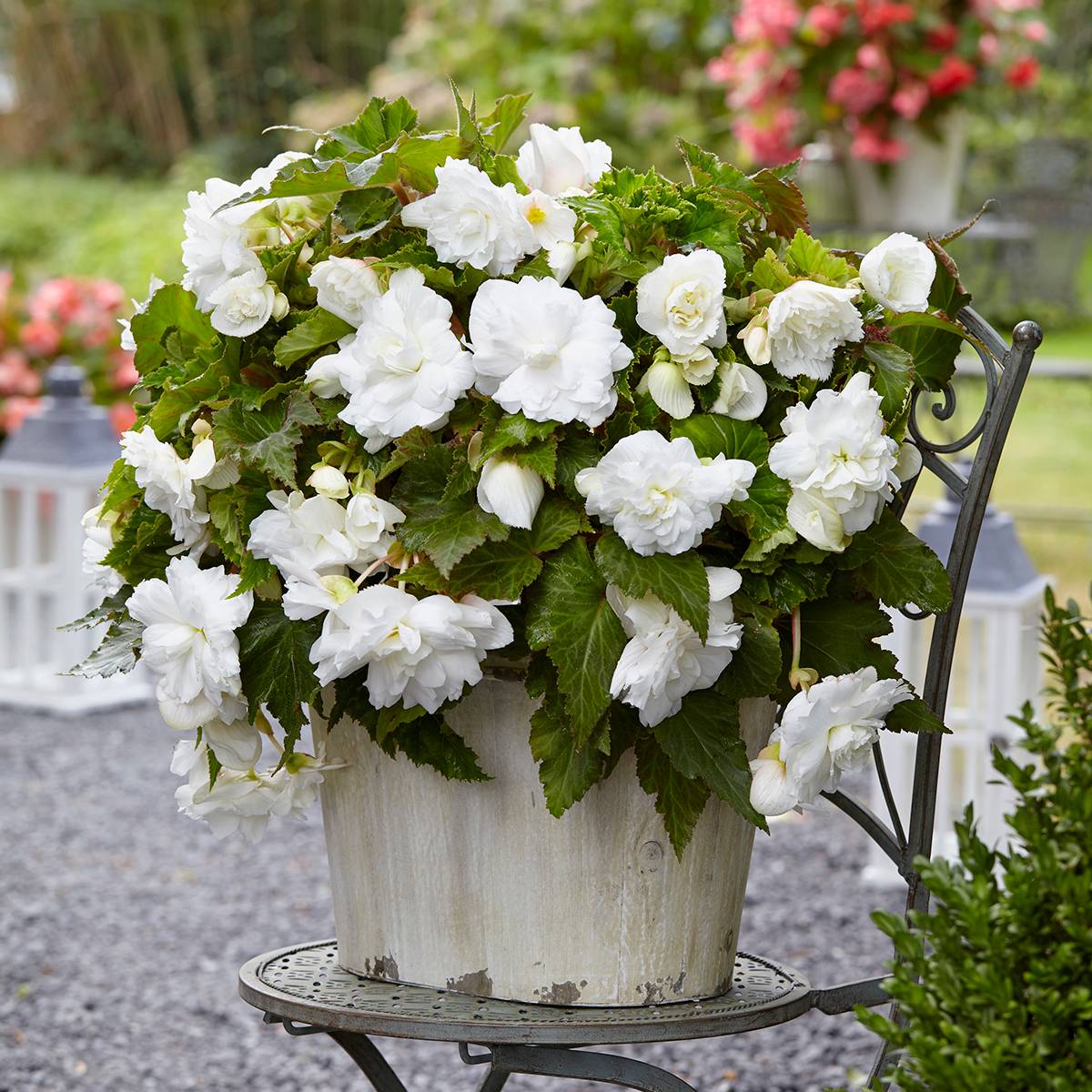 Begonia Multiflora Maxima white Bulbe calibre 5+ (par 3) - Gamm vert