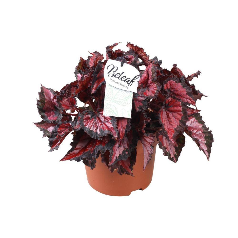 Begonia Beleaf 'Inca Night' 35cm - Plante d'intérieur- La Green Touch ...