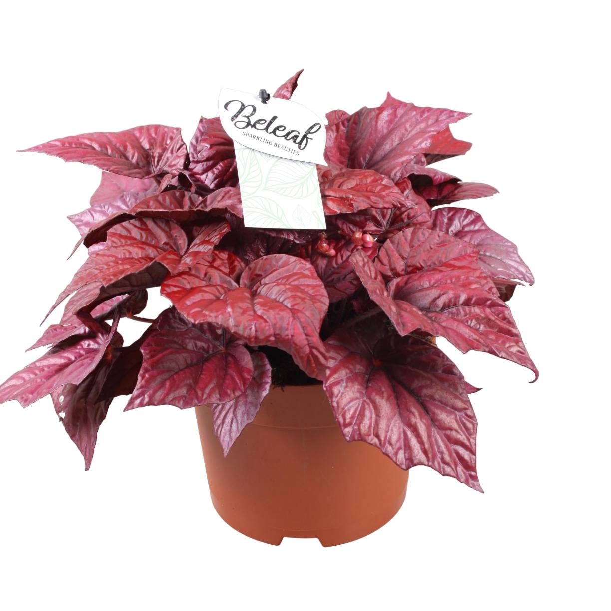 Begonia Beleaf 'Inca Flame' 32cm - Plante d'intérieur- La Green Touch ...