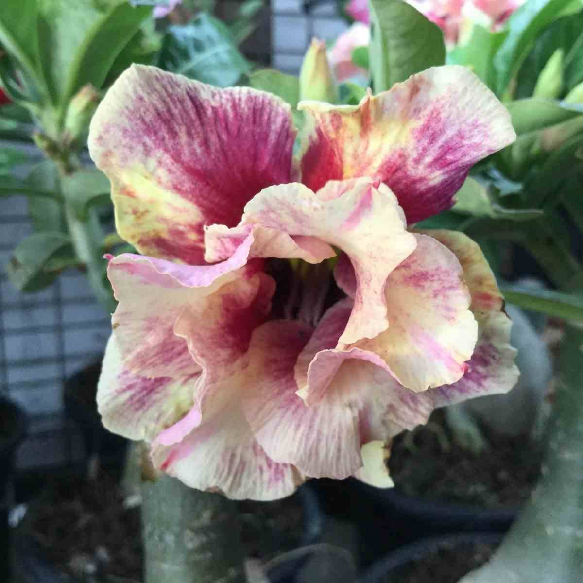 Adenium obesum cv.Année d'or Rose - Caudex d'environ 150g - Gamm vert