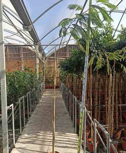 Delonix regia (Flamboyant) Pot de 25L -200cm - Gamm vert