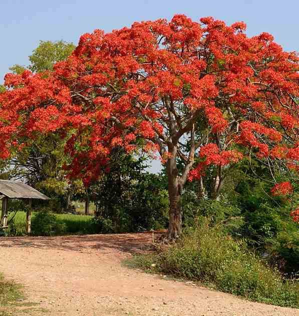 Delonix regia (Flamboyant) Pot de 25L -200cm - Gamm vert