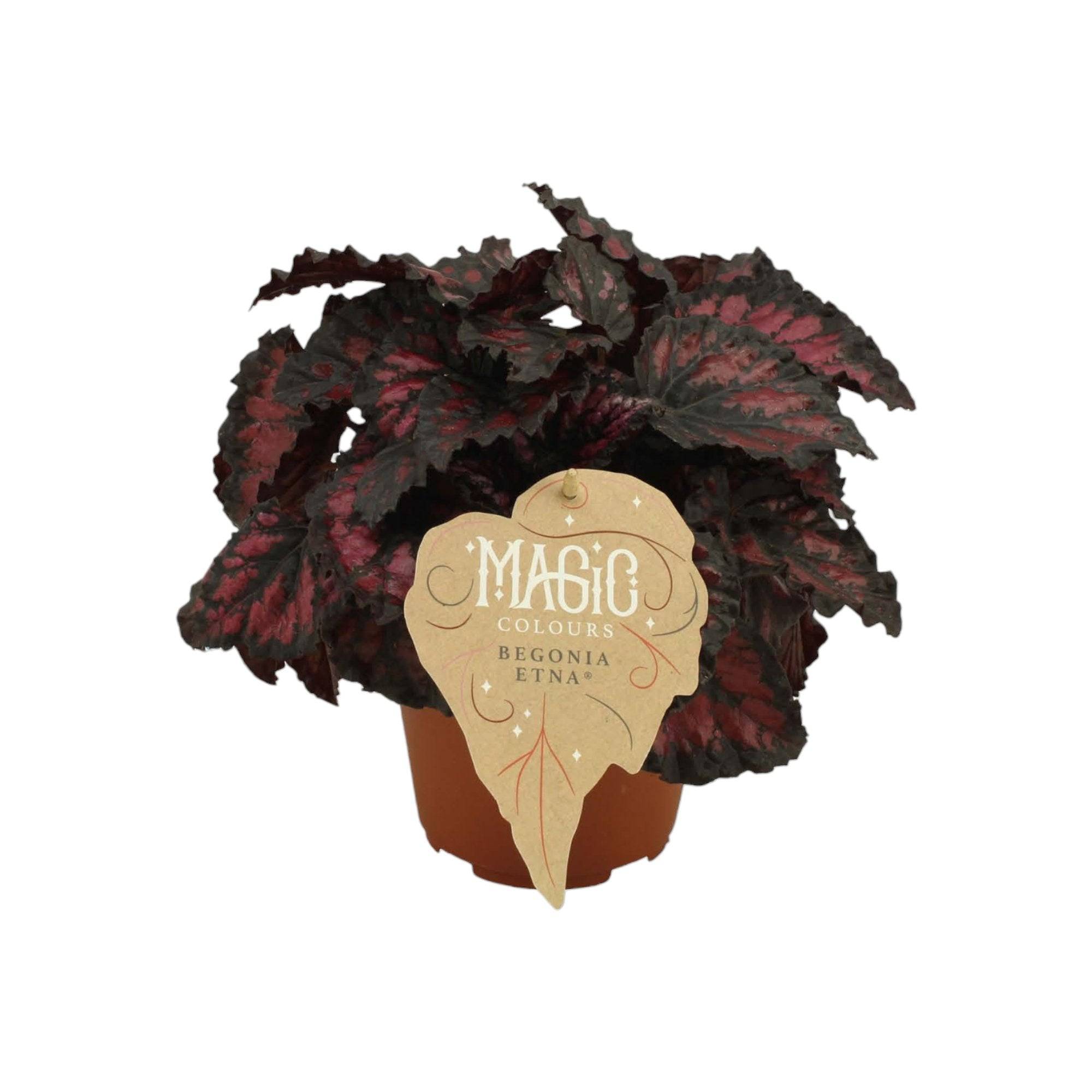 Begonia Rex 'Etna' 25cm - Plante d'intérieur- La Green Touch - Gamm vert