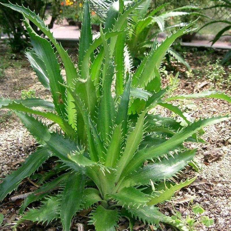 Panicaut à feuille d'Agave à fleurs Vert - feuillage Caduc - Lot de 3 ...