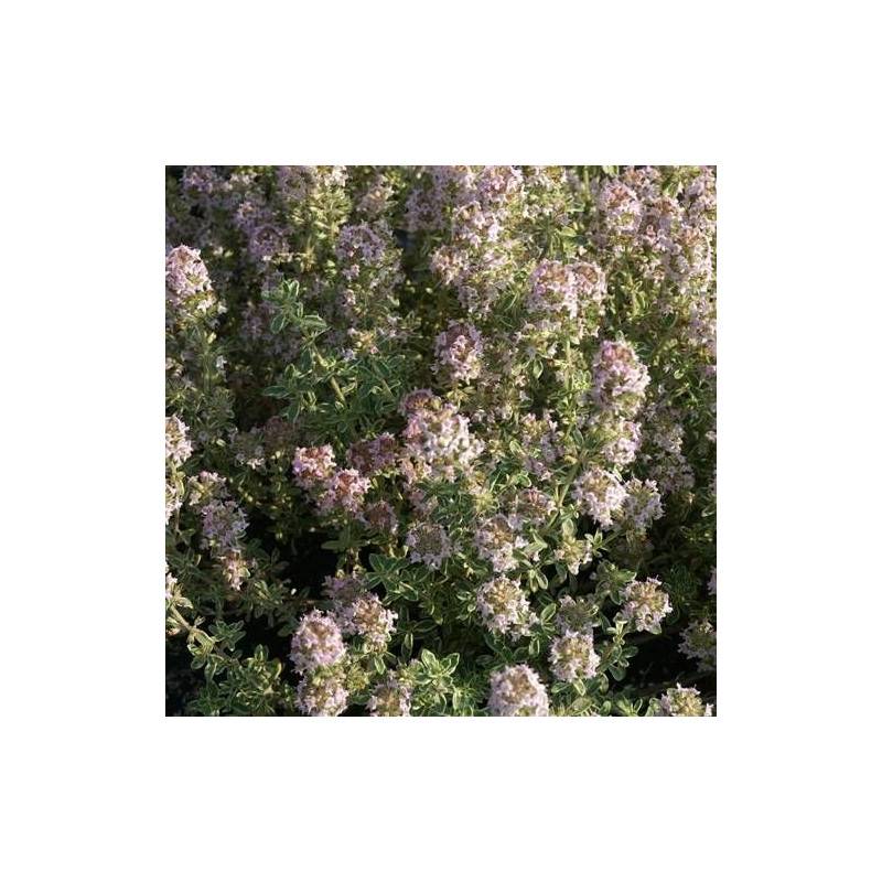 Thym commun Silver Posie à fleurs Rose - feuillage Persistant - Godet ...