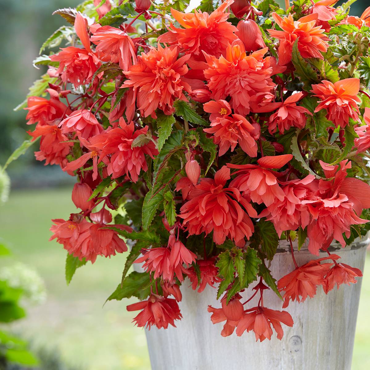 Bégonia retombant Salmon - Begonia Pendula Bulbe calibre 6+ (par 3 ...