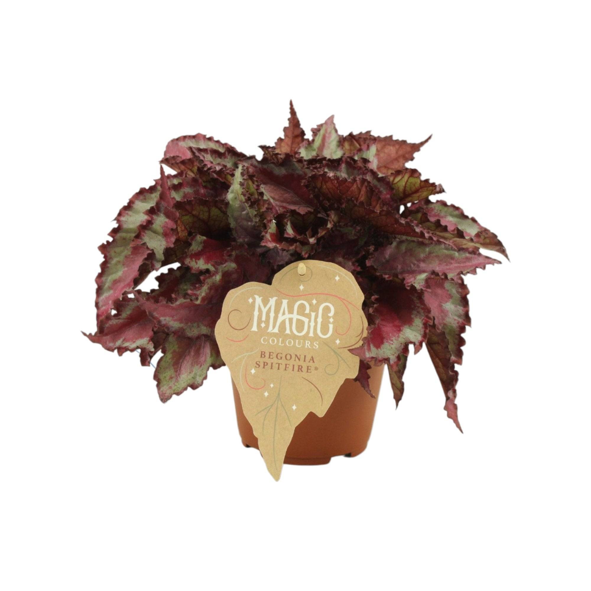 Begonia Rex 'Spitfire' 25cm - Plante d'intérieur- La Green Touch - Gamm ...