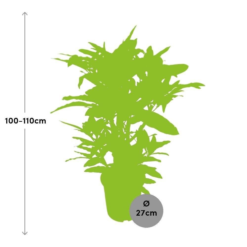 Codiaeum Mango 110cm - Plante d'intérieur- La Green Touch - Gamm vert