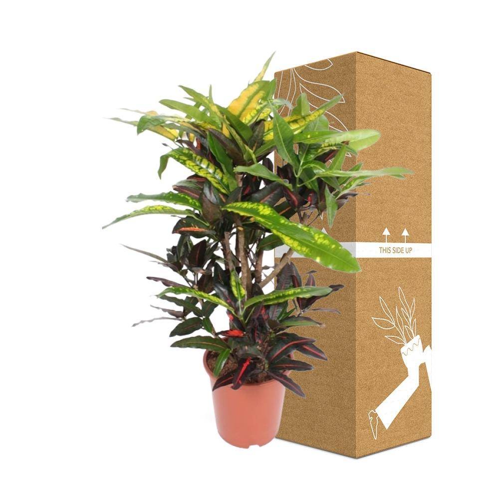 Codiaeum Mango 110cm - Plante d'intérieur- La Green Touch - Gamm vert