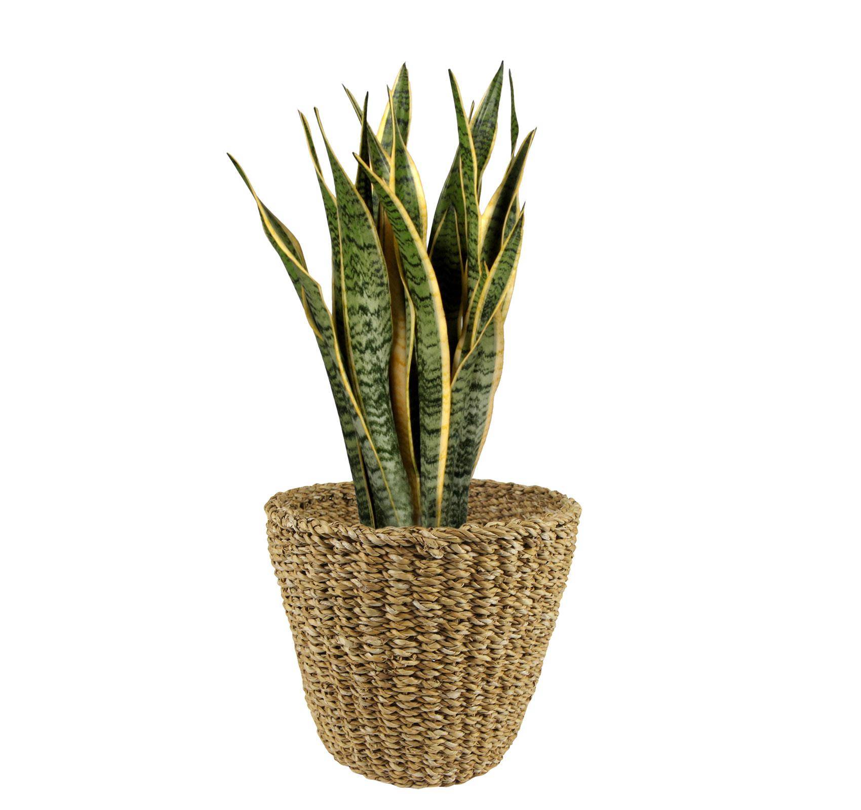 Cache-pot Panier Jonc de Mer Naturel Déco Intérieur Ø30cm - ComfortXL ...