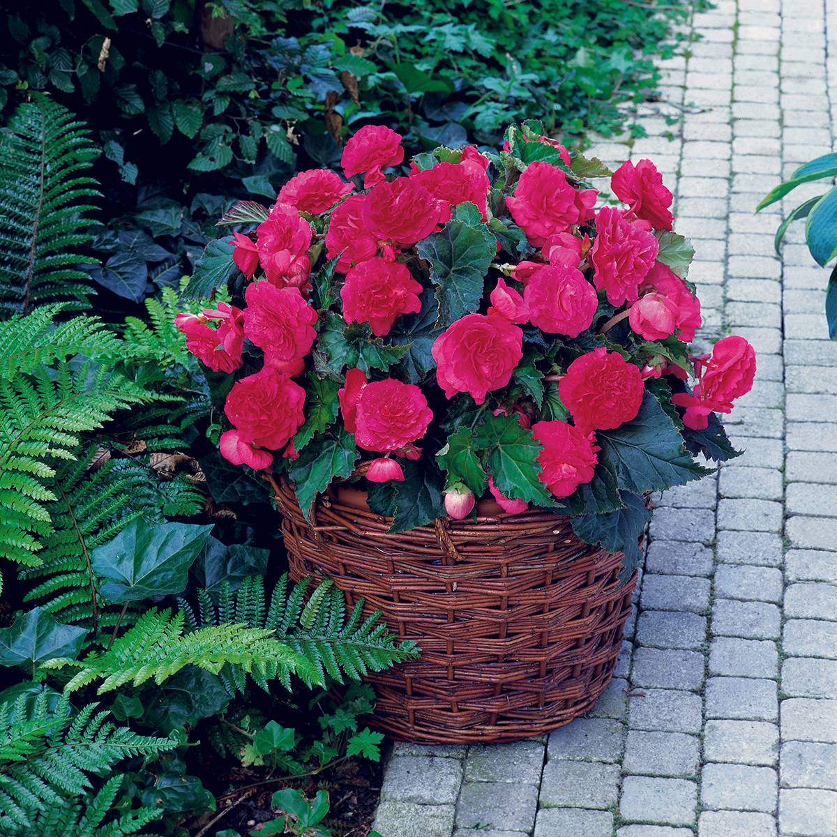 Begonia Multiflora Maxima pink Bulbe calibre 5+ (par 3) - Gamm vert