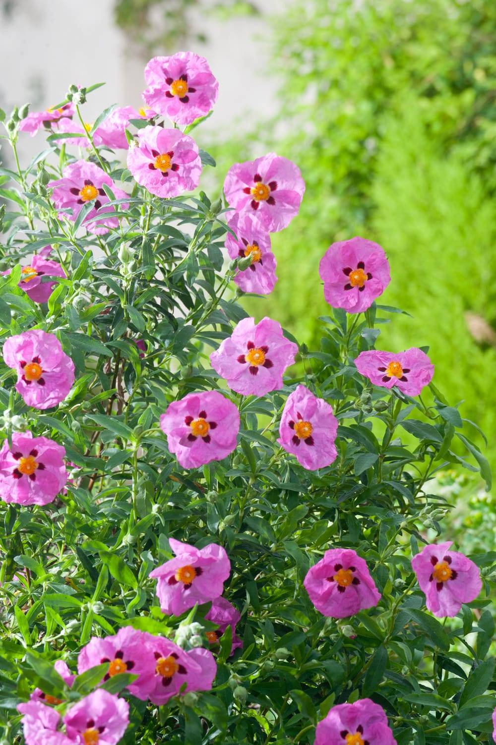 Cistus purpureus 'Alan Fradd' - GODET 7CM - Gamm vert