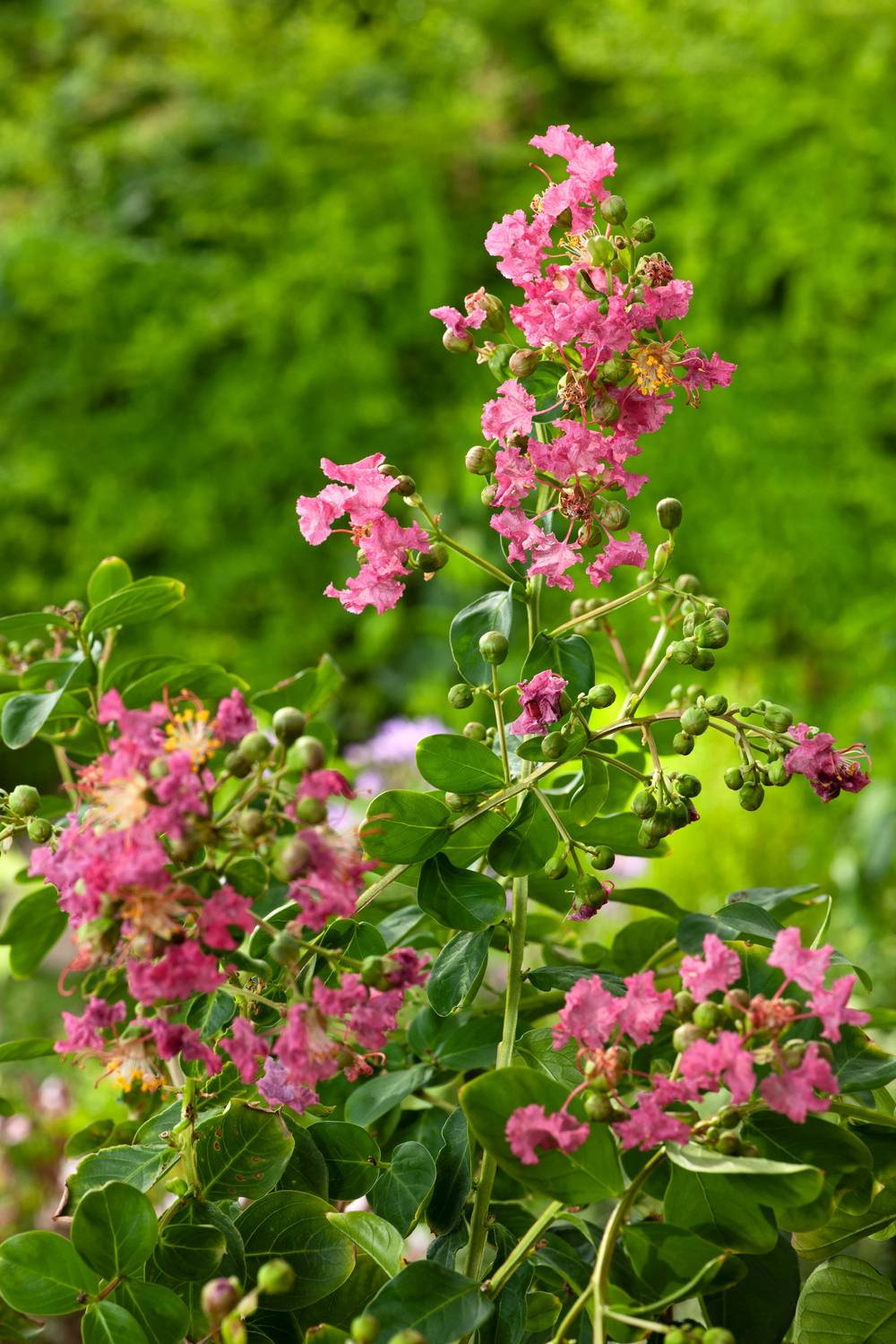 Lagerstroemia indica 'Petite Pink' - Pot de 7.5 litres - Gamm vert