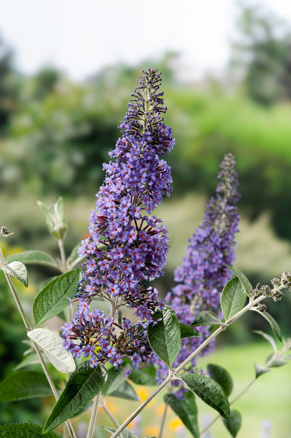 Buddleja davidii 'Lochinch' - Arbre aux papillons - Pot de 3 litres ...