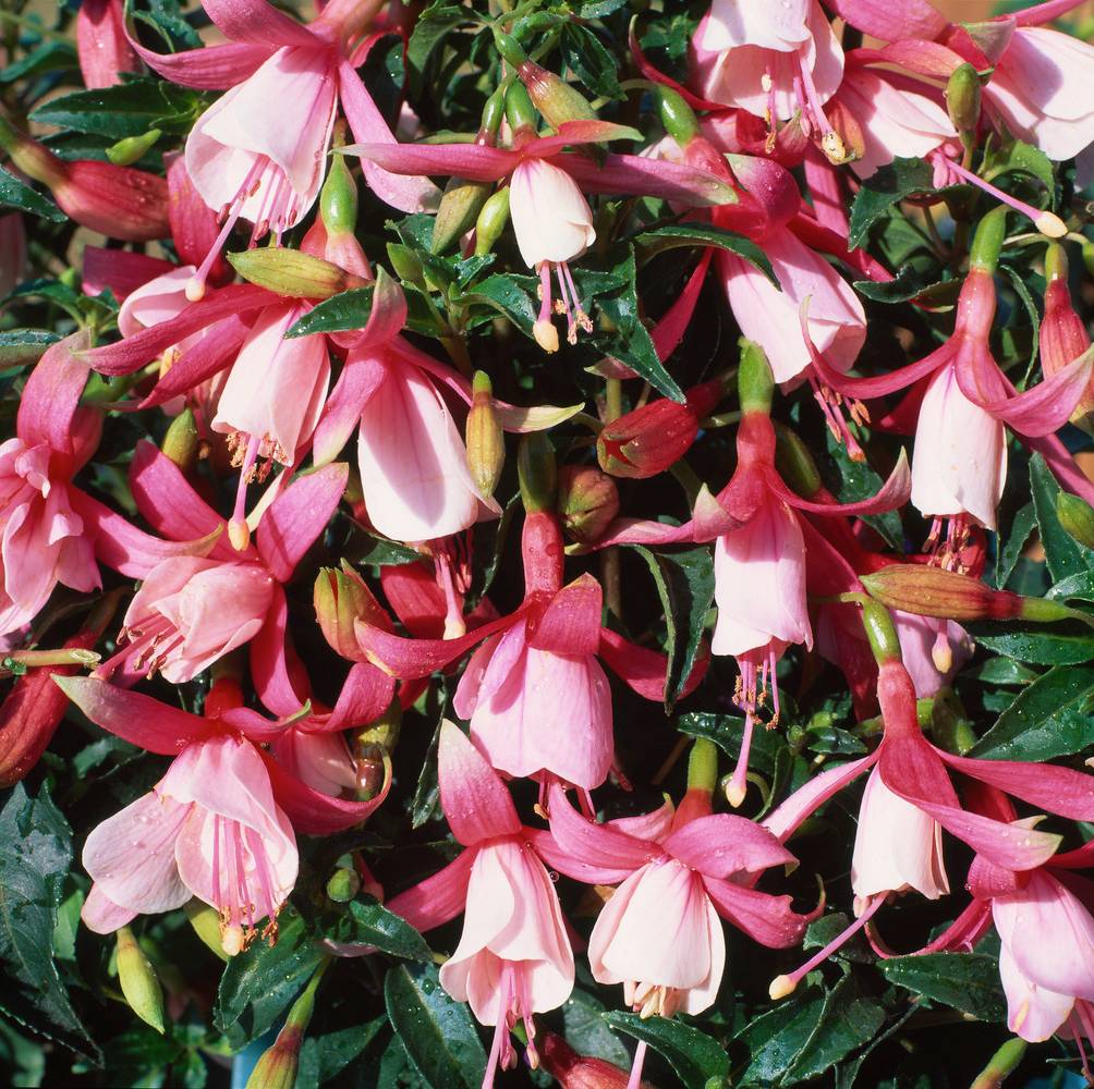Fuchsia 'Frau Alice Hoffmann' - Pot 2L - Gamm vert