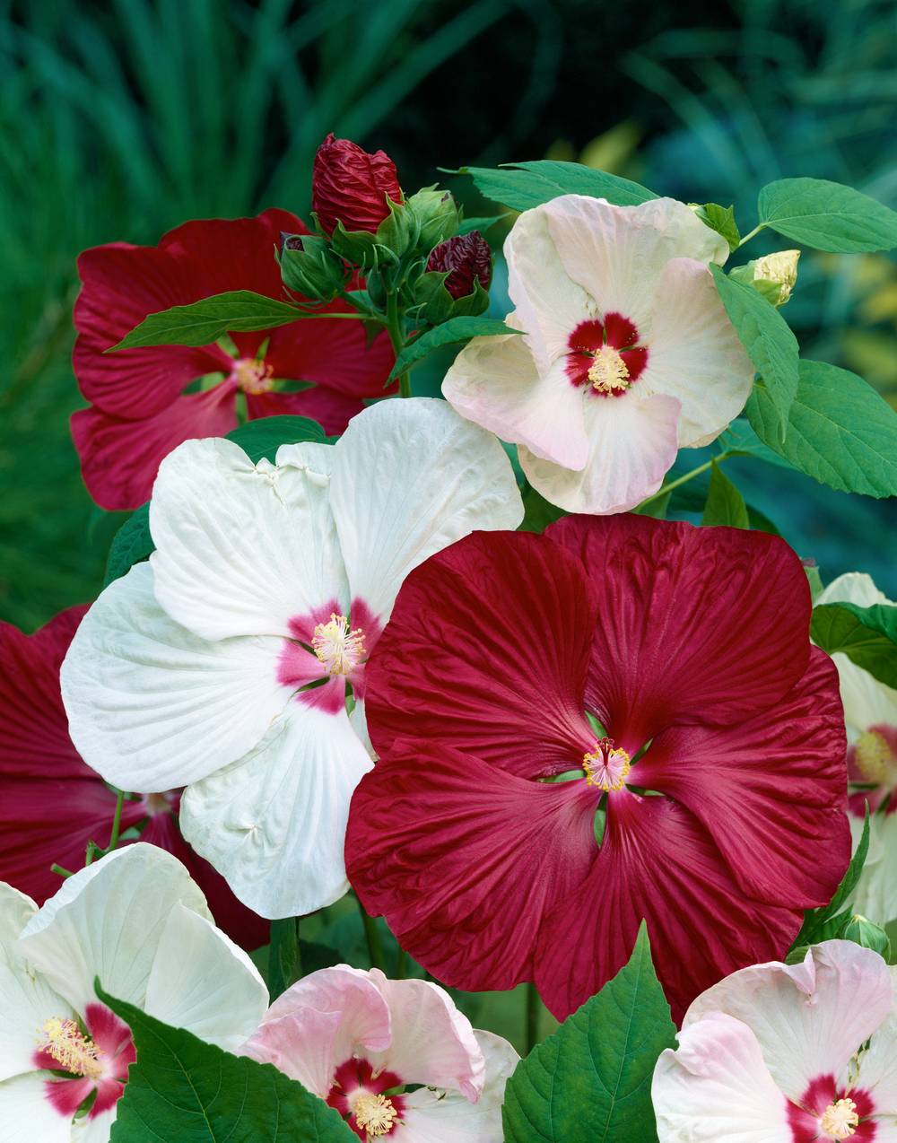 Hibiscus moscheutos 'Perfect Storm' - Ketmie des marais - POT 4L - Gamm ...