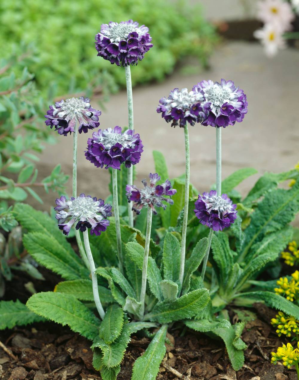 Primula capitata - Primevère vivace - Pot 2L - Gamm vert