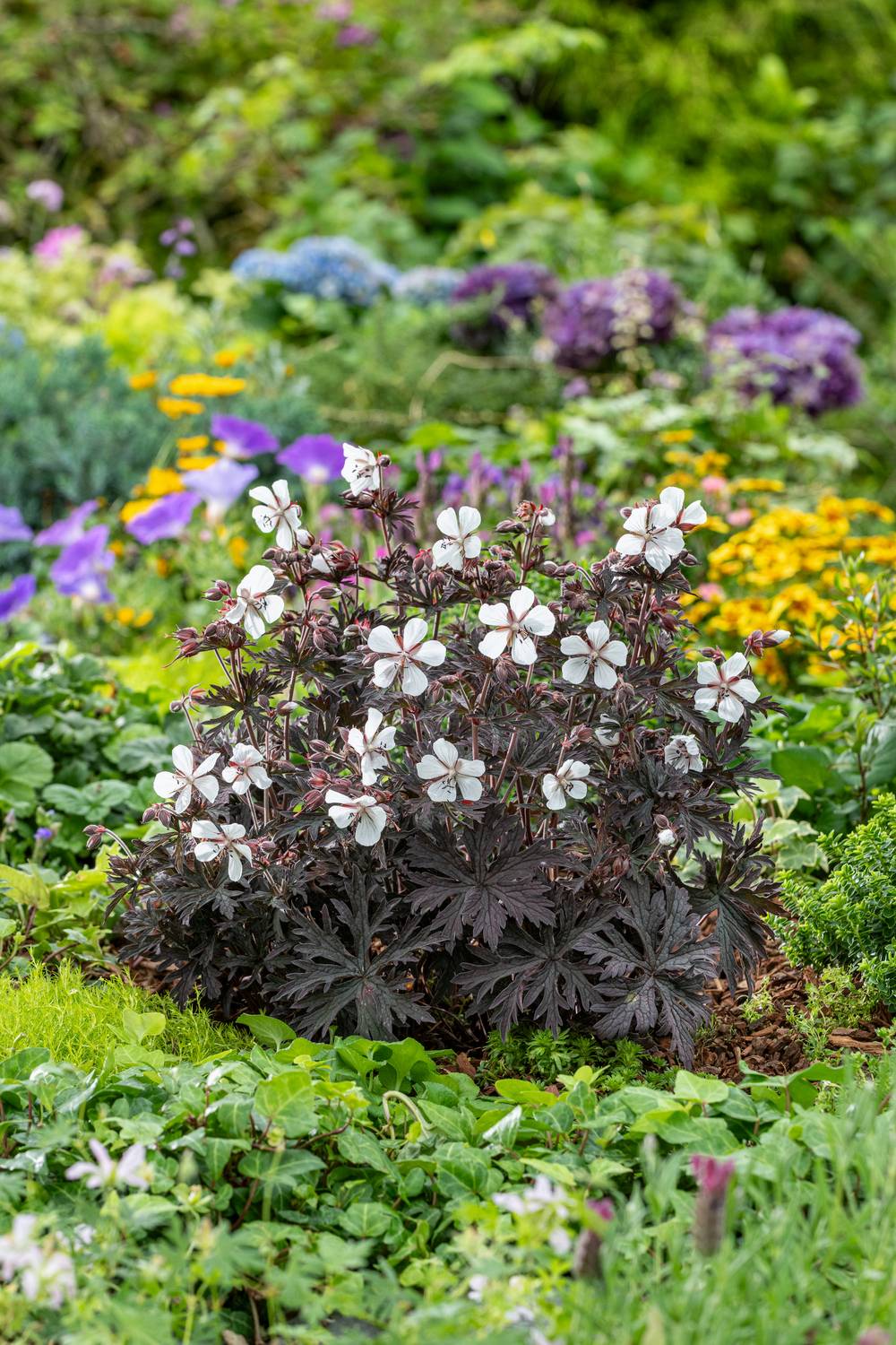 Géranium pratense Black'n White Army' - Géranium vivace - Pot 2L - Gamm ...