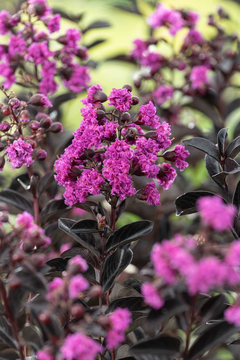 Lagerstroemia indica Black Diamond® 'Purely Purple'® - Pot de 7.5 ...