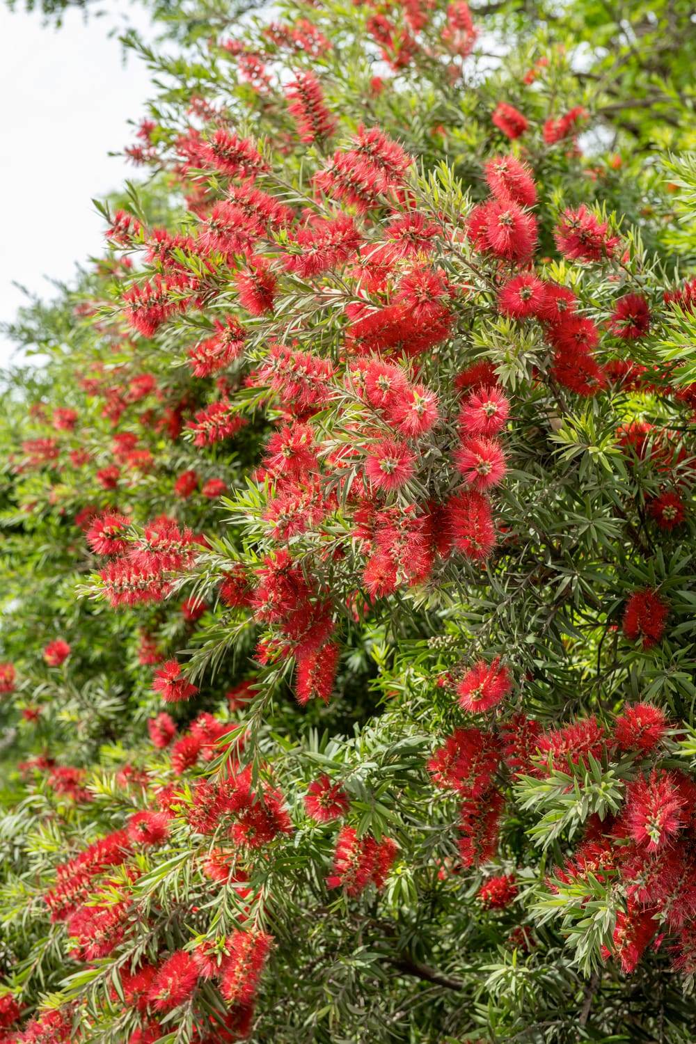 Callistemon viminalis 'Hannah Ray' - Rince-bouteille - Pot de 14 litres ...