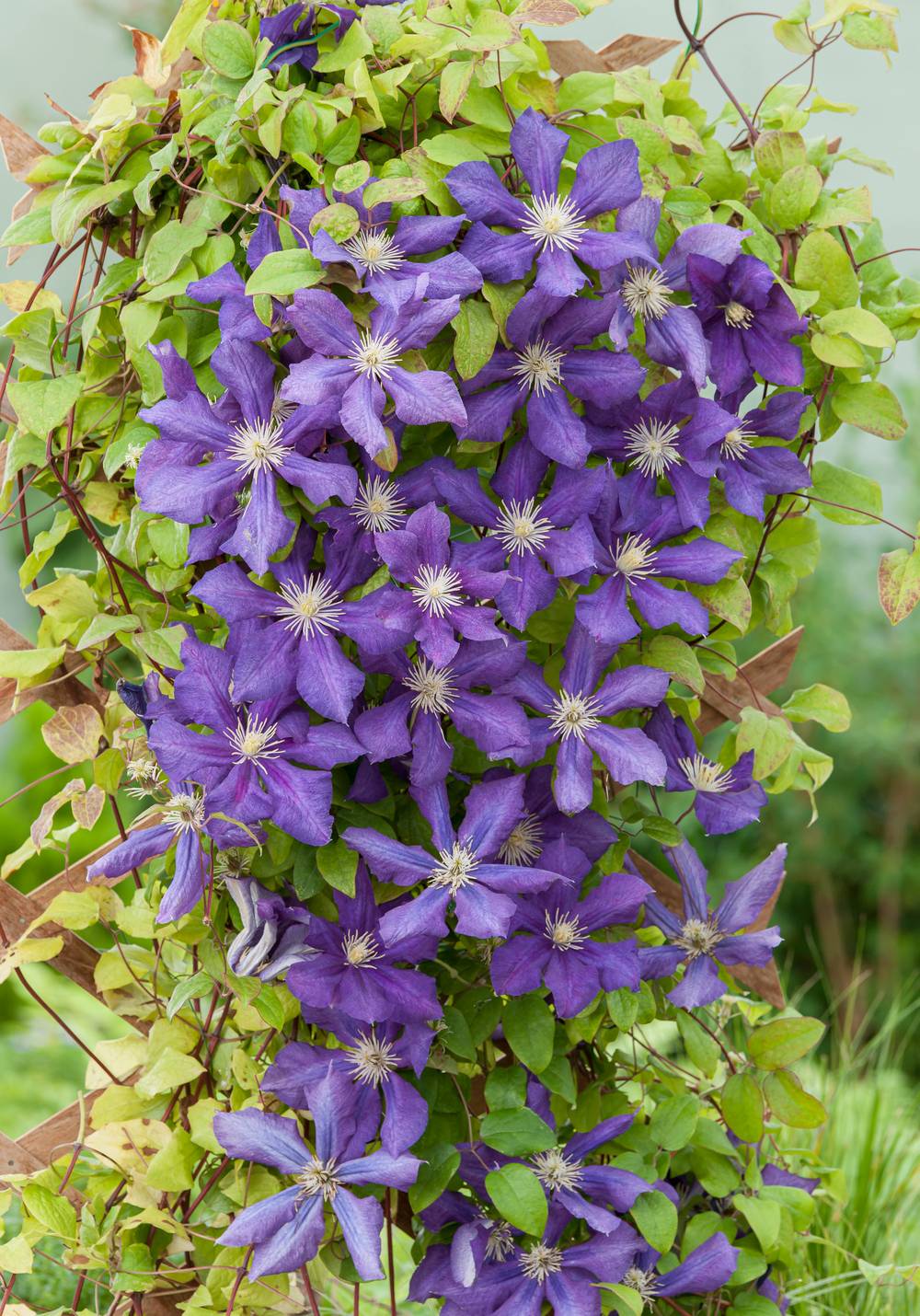 Clématite 'Luther Burbanck' - Clematis - Pot de 3 litres - Gamm vert