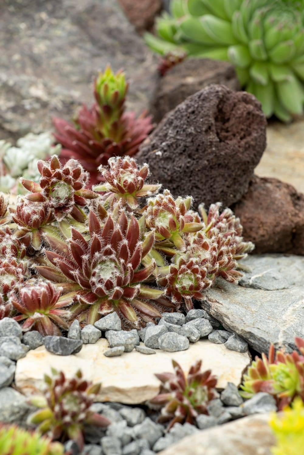 SEMPERVIVUM Chick Charms® Cosmic Candy en pot de 4 litres - POT 4L ...