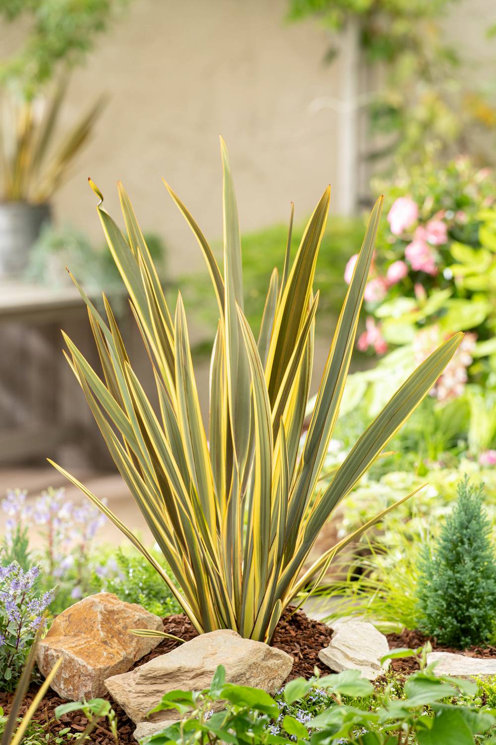 Phormium tenax 'Brown Sugar' - Lin de Nouvelle-Zélande - Pot de 7.5 ...