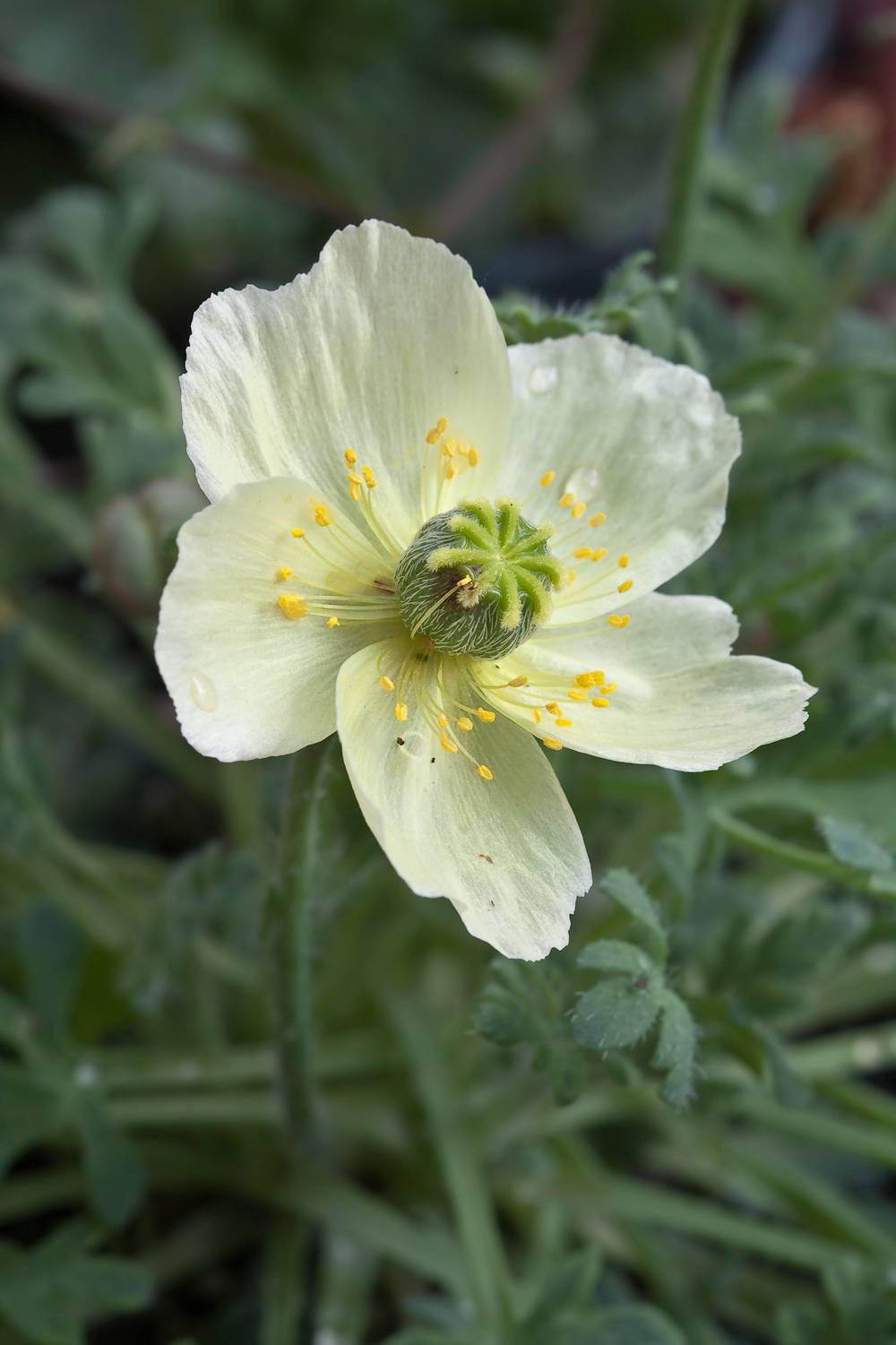 Papaver nudicaule 'Pop Up White' - Pavot d'Islande - POT 4L - Gamm vert