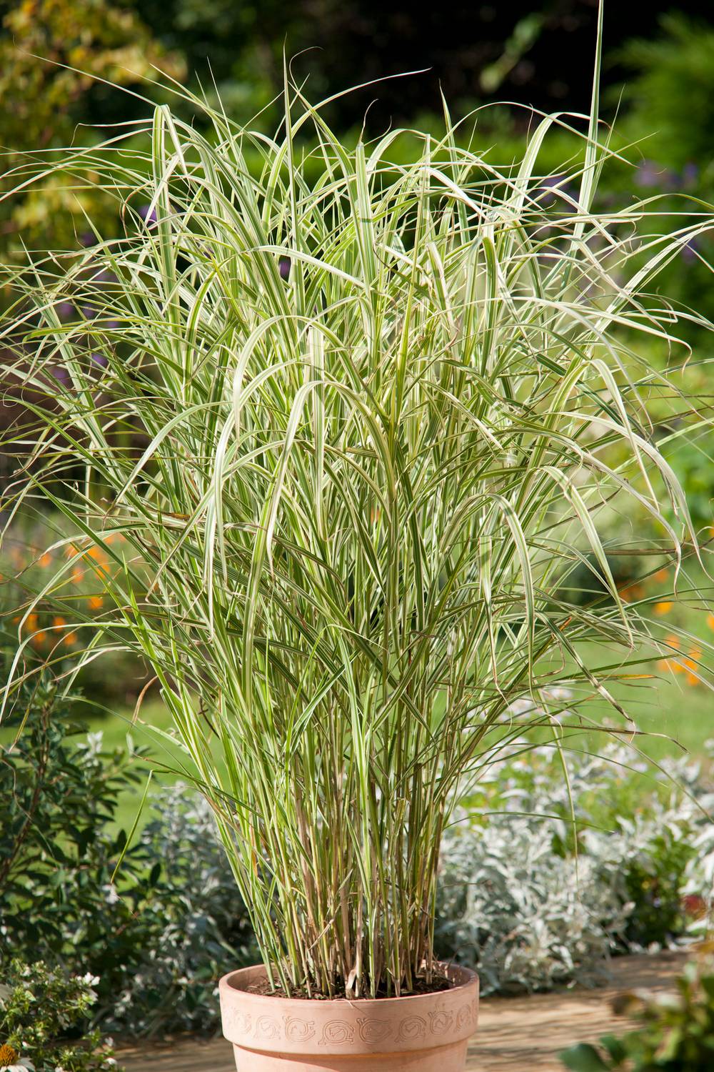 Miscanthus sinensis 'Variegatus' - Graminée Roseau de Chine à feuilles ...