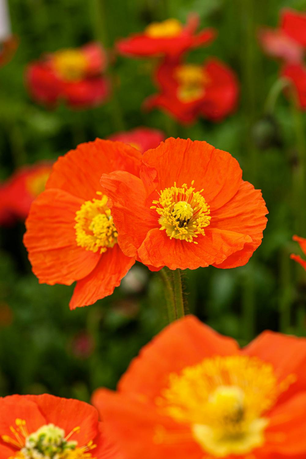 Papaver nudicaule 'Pop Up Orange' - Pavot d'Islande - POT 4L - Gamm vert
