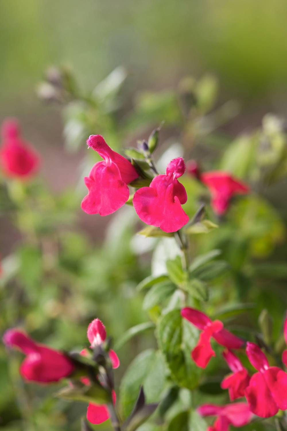 Salvia microphylla 'Grahamii' - Sauge arbustive - Pot de 3 litres ...