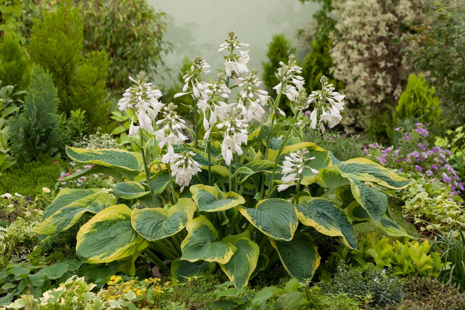 Hosta 'Frances Williams' - Pot 2L - Gamm vert