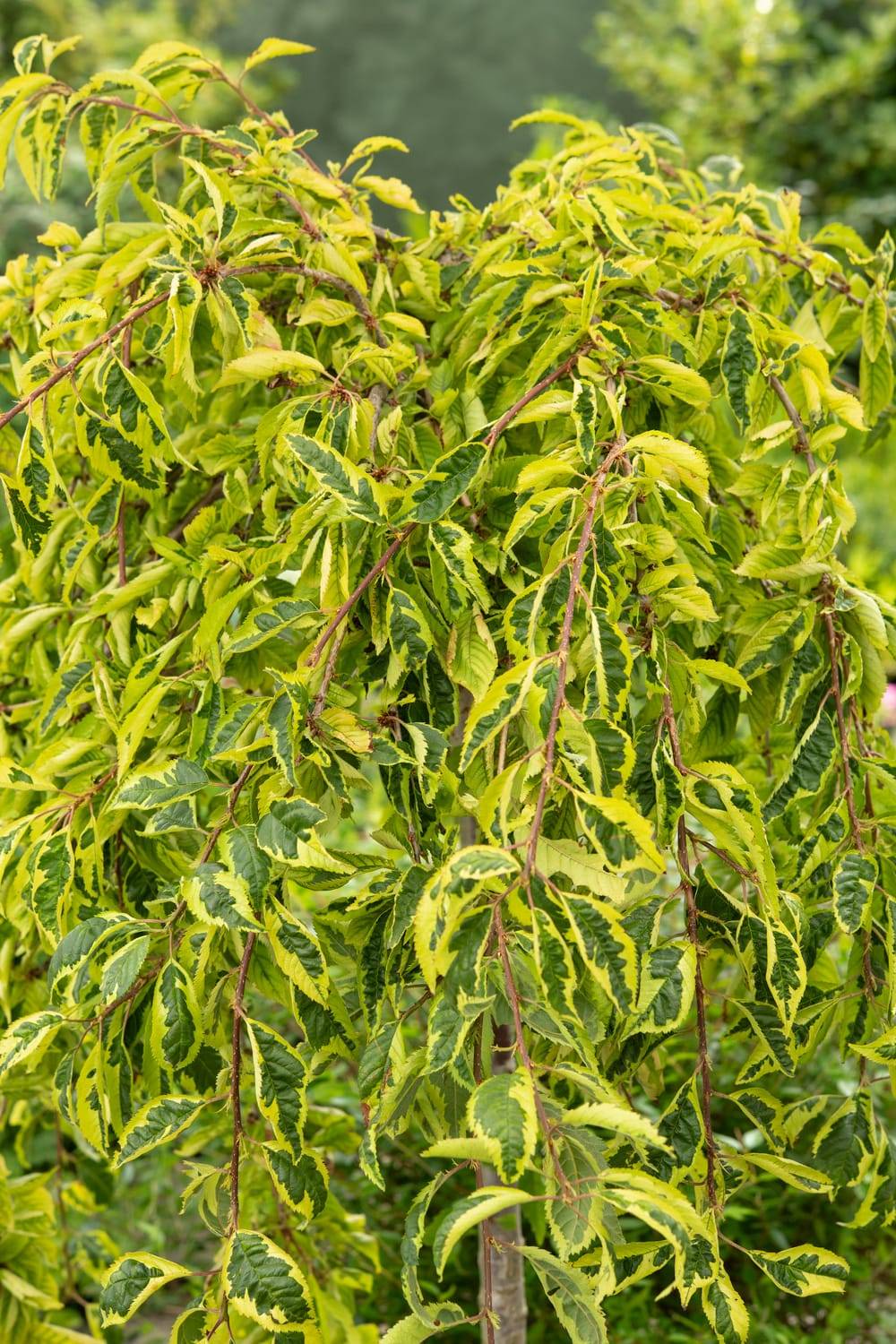 Prunus incisa 'Frilly Frocks' - Cerisiers à fleurs - Pot de 16 litres ...