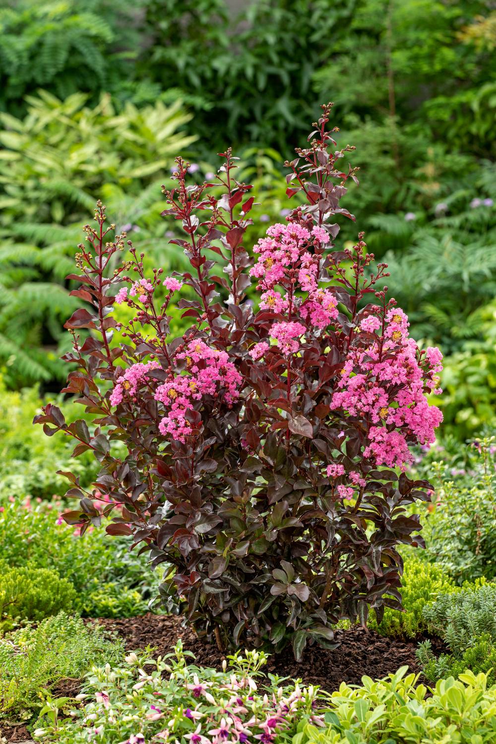 Lagerstroemia indica 'Rhapsody In Pink' - Pot de 15 litres - Gamm vert