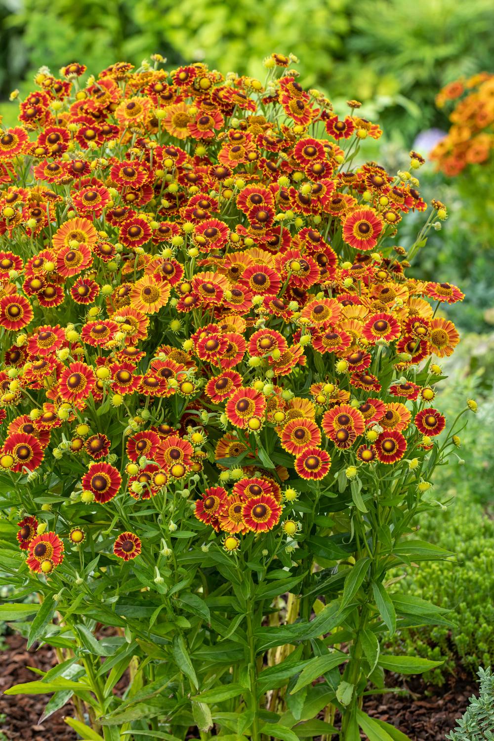 Helenium 'Peach Sundae' - Hélénie - POT 4L - Gamm vert