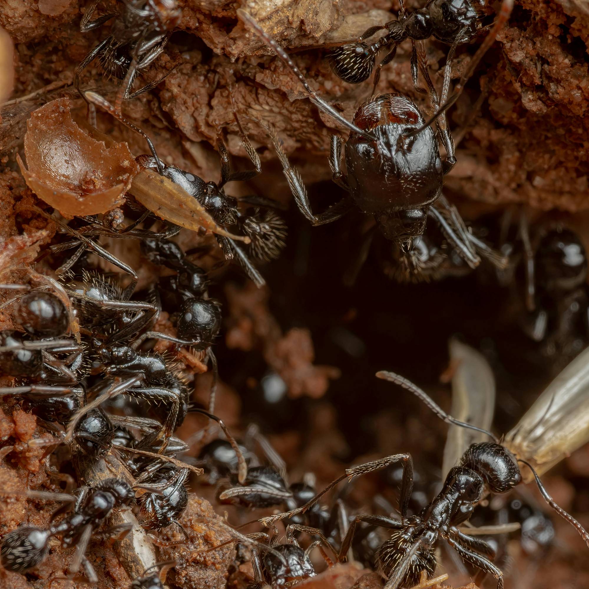 Prépayé nématodes anti-fourmis Sf 5 millions - Biotop - Gamm vert